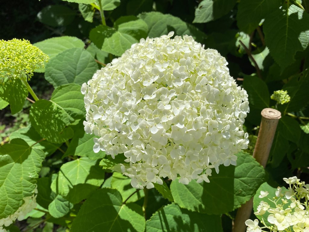 あじさい祭り – 晴レ屋